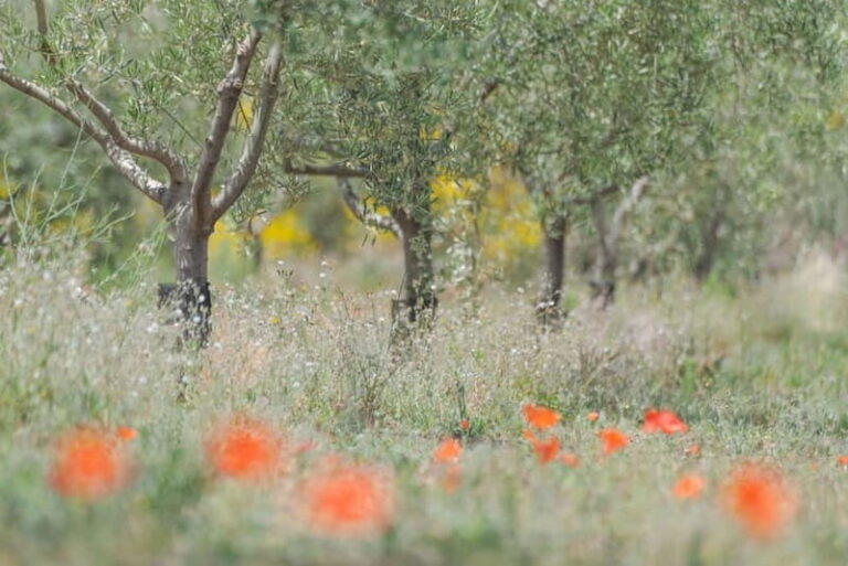 Olive Oil Tasting Experience in Nicolosi - Visiting the Oil Mill and Winery