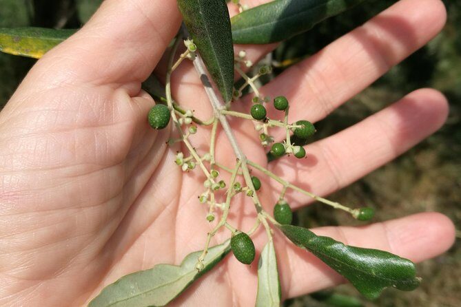 Olive Oil tour with Tuscan dinner - Why This Tour Stands Out