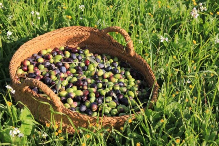 Olive plant and mill visit and tasting - Who Would Love This Tour?
