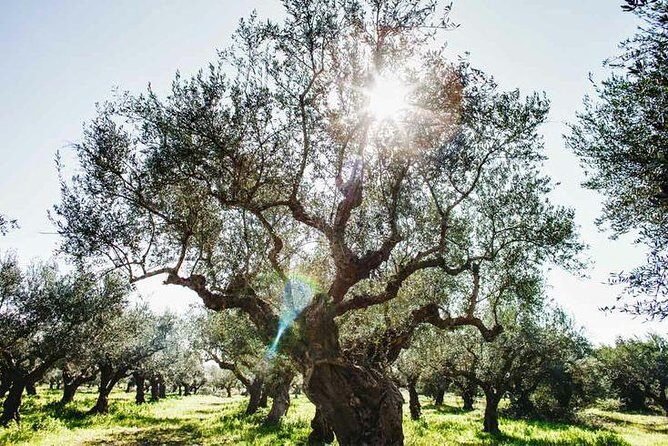 Olive Tour & Tasting - Who Will Love This Tour?