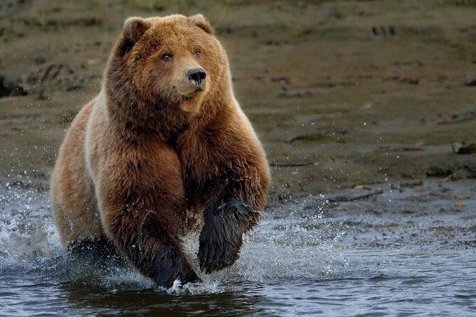One day trip Bear Sanctuary Dracula Castel and Rasnov Fortress from Brasov - Who Should Consider This Tour?
