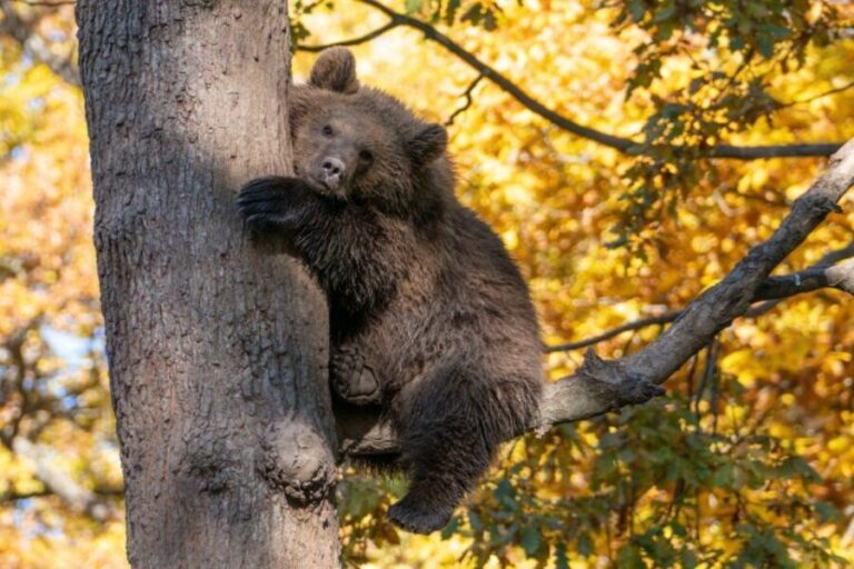 One day trip Bear Sanctuary, Dracula Castle - The Itinerary: What to Expect on Your Day
