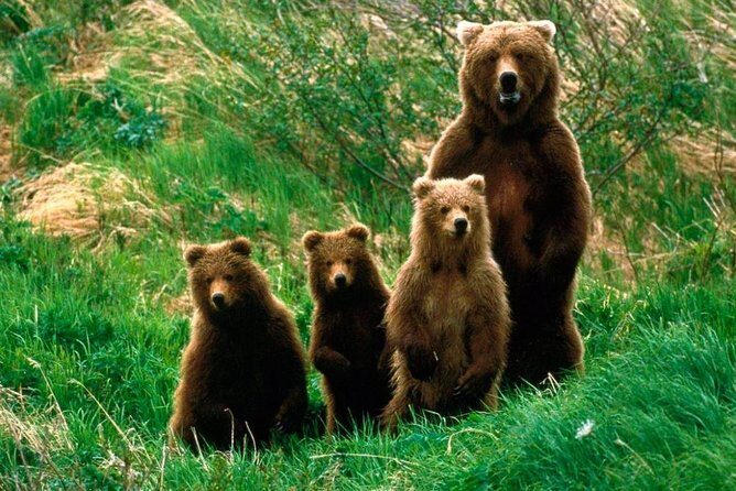 One day trip Bear Sanctuary, Dracula Castle, Rasnov Fortress from Brasov - Transportation and Group Size