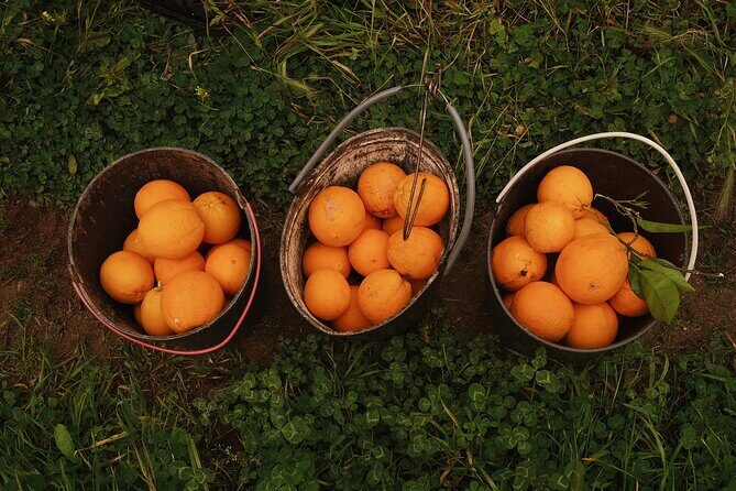 Organic Orange Picking & Jam Making with Farm-to-Table Lunch - What Makes This Tour Stand Out?