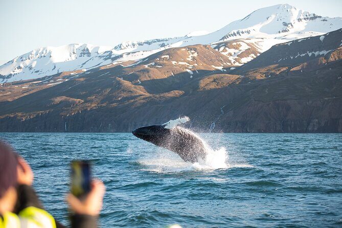 Original Carbon Neutral Whale Watching Tour from Húsavík - The End of the Tour and Returning to Shore