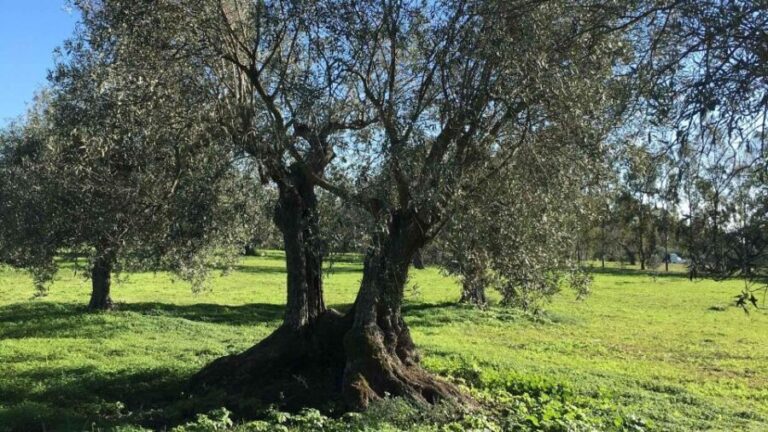 Oristano: Olive Tree Grove Guided Visit with Tasting - What Makes This Tour Stand Out?
