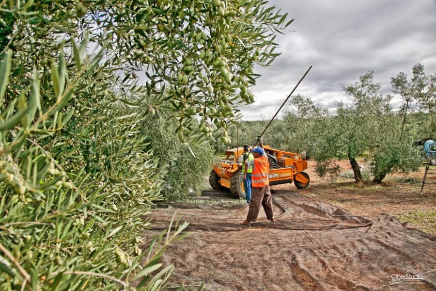 "Oro Bailén": Explore the Oil Mill + Tasting - Who Should Book This Tour?