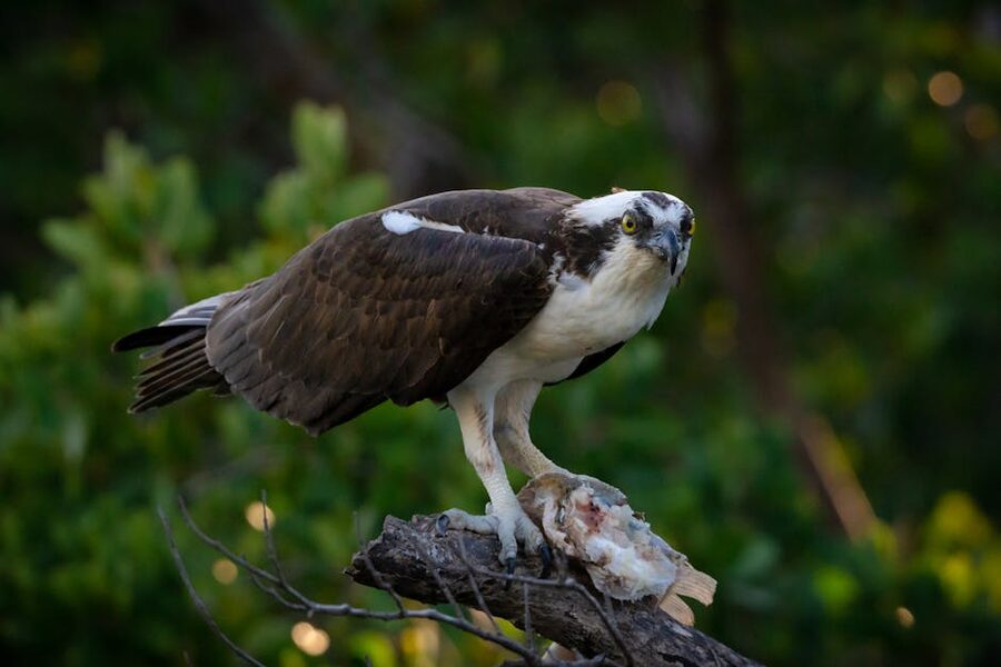 An osprey with prey in Bradenton Florida
