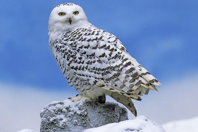 Ounasvaara and Ranua Zoo - Unpacking the Value: Is It Worth It?