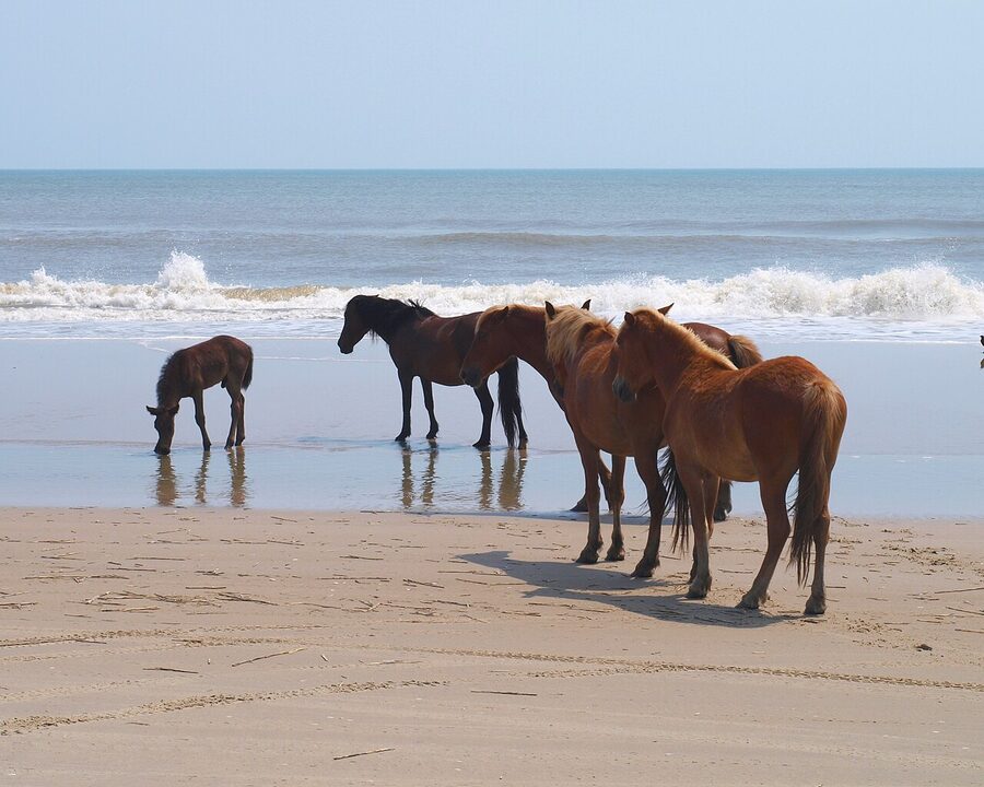 Banker horse herd on the Outer Banks