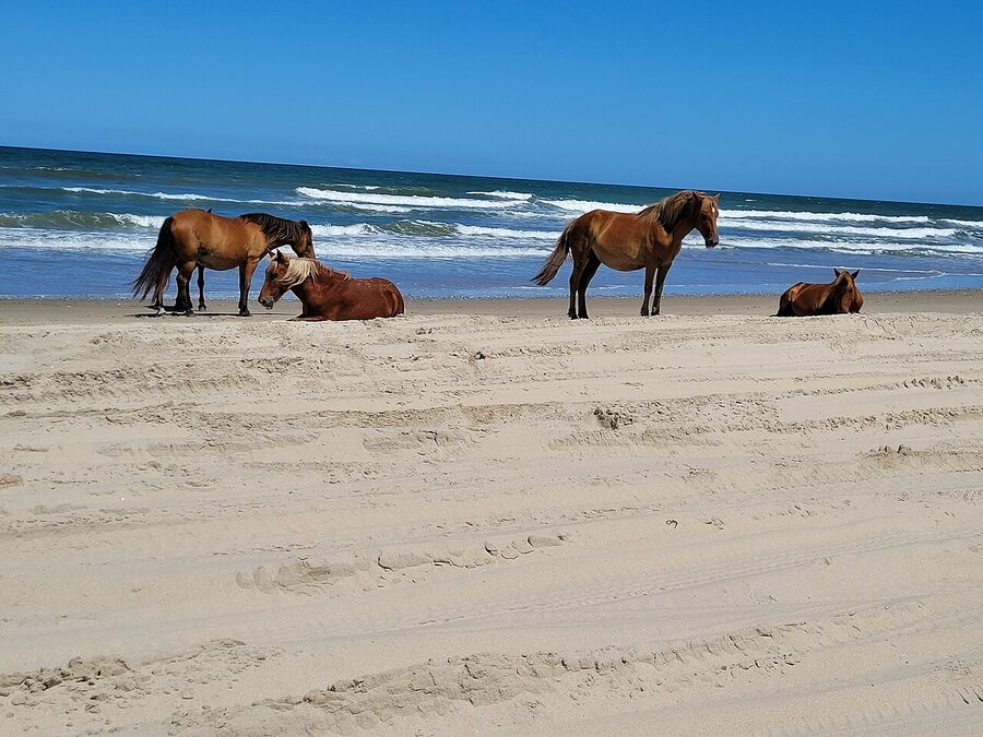 Herd of wild mustangs on the Outer Banks sand