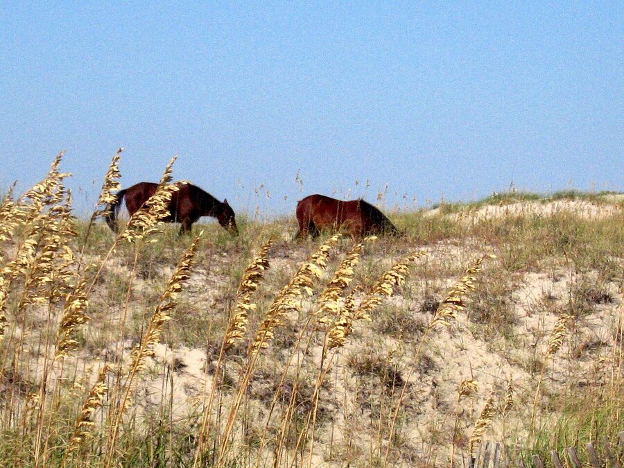 Wild mustangs eating sea oats on the Outer Banks dunes
