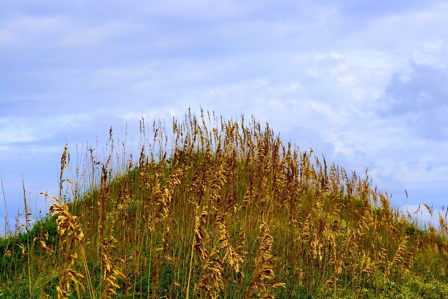Sea oats blowing on the dunes of the Outer Banks