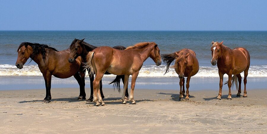 Five wild Spanish Mustangs standing together in Corolla, Outer Banks