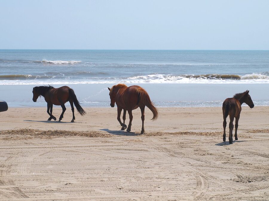 Three Banker horses on the Outer Banks