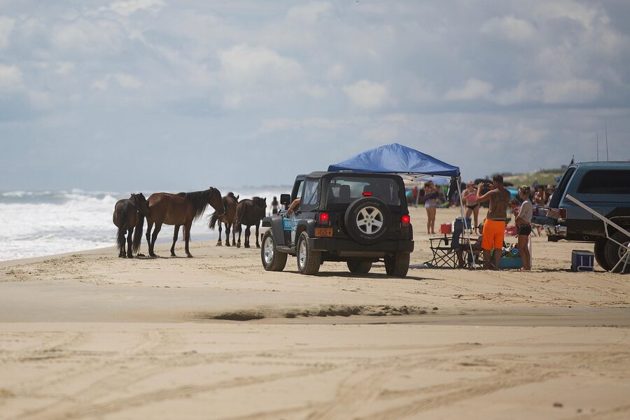 Tourists in a vehicle watching wild horses on the Outer Banks beach