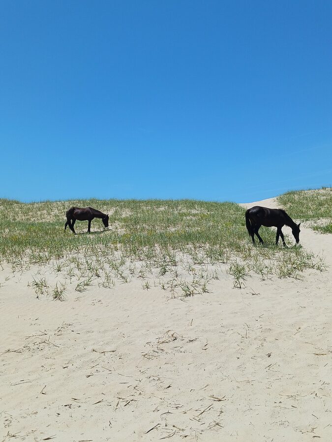 Small herd of wild horses standing on Corolla Beach, Outer Banks