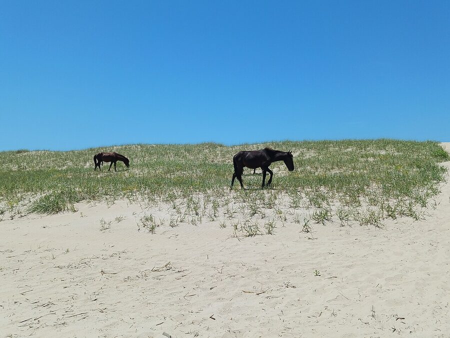 Wild horses standing on Corolla dunes, Outer Banks