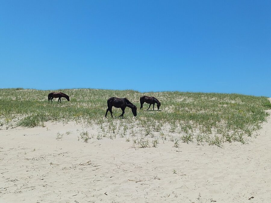 Wild horses on the shoreline at Corolla Beach, Outer Banks