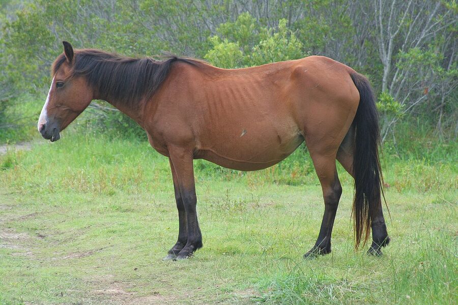 Wild horse of the Outer Banks