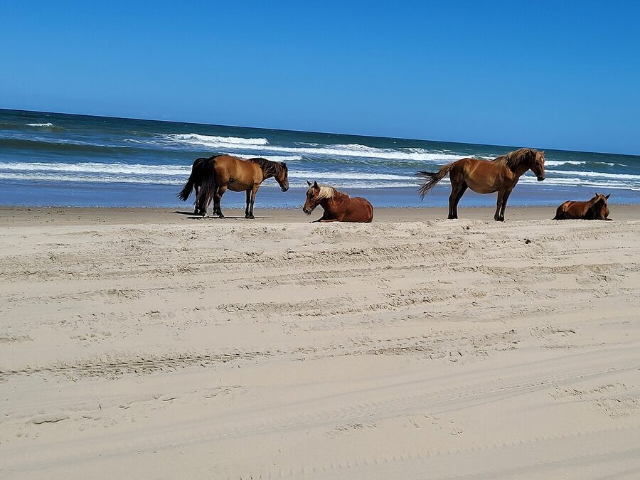 Wild horses grazing on Outer Banks sand dune