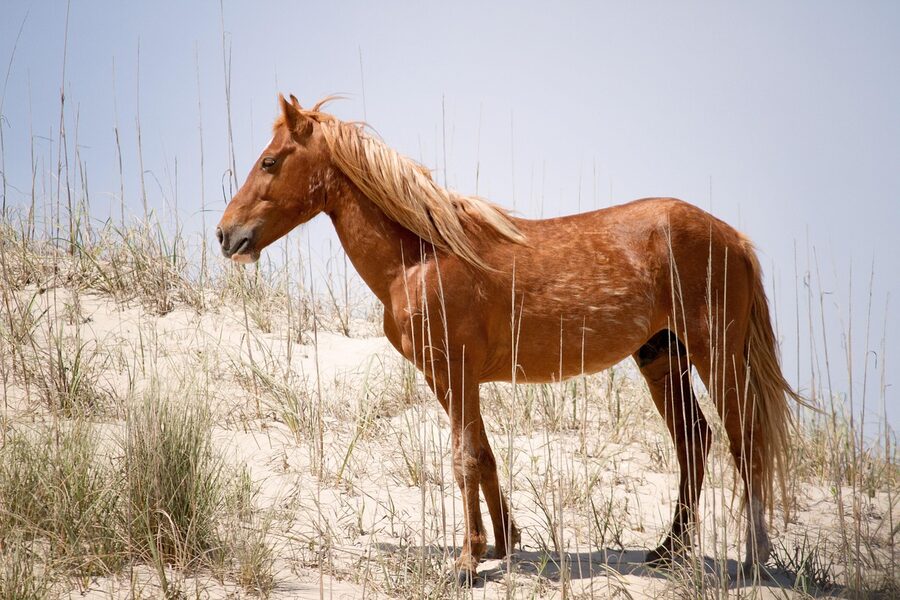 Wild Spanish mustang stallion on a dune in the Outer Banks