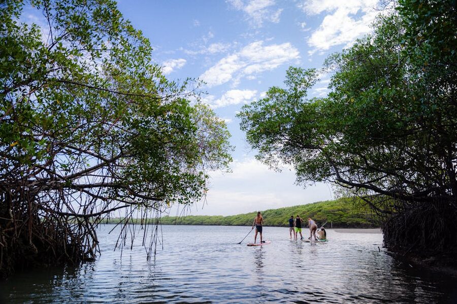 Paddleboarders moving through a mangrove tunnel in Florida