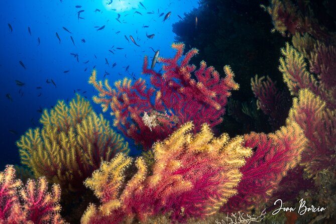 PADI Open Water Diver Course - What to Expect from the Course