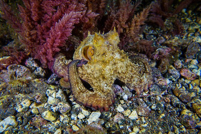 PADI ReActivate, Refresh your scuba skills! - The Itinerary: What You Can Expect