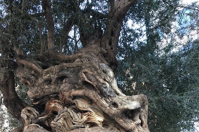 Palma de Mallorca: PRIVATE Local Food And Cathedral Experience - What’s Included and How It Adds to Your Experience