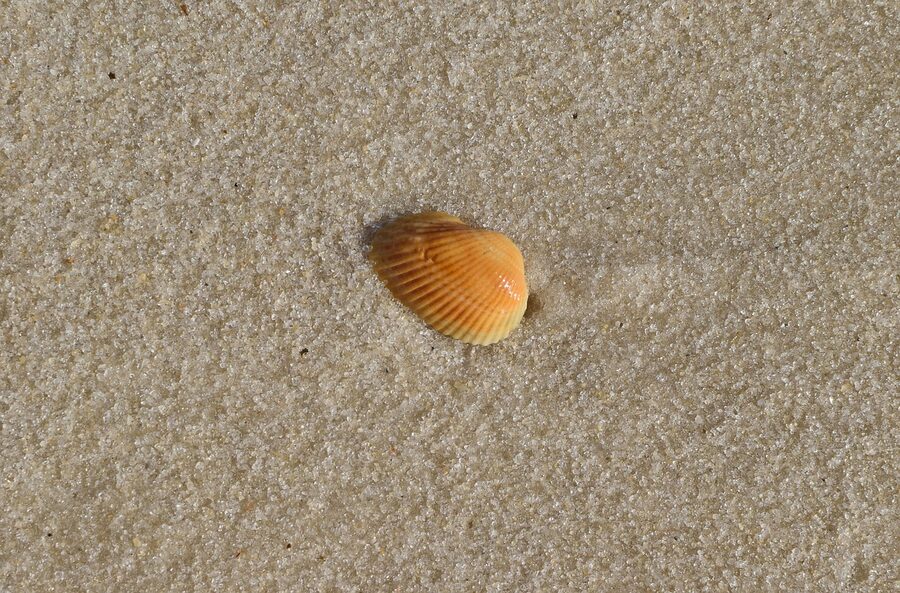 Yellow seashell on wet Panama City Beach sand