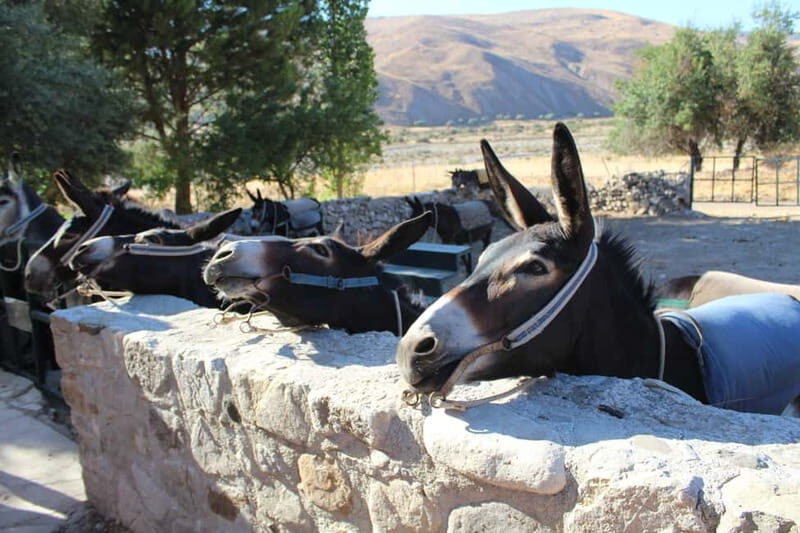 Paphos/Limassol: Donkey Farm Day Trip with Lunch & Tastings - An In-Depth Look at the Tour Itinerary