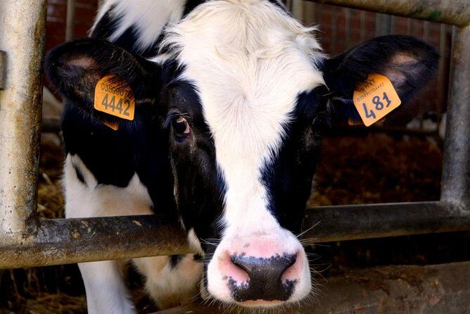 Parmigiano & Balsamic Artisans: In-Depth Private Tour and Tasting - Practical Details & Tips for Travelers