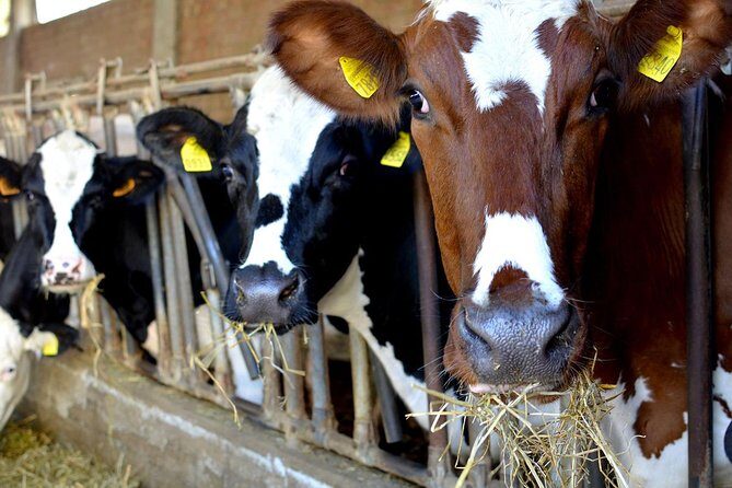 Parmigiano Reggiano Parma Ham and Castle Private Tour & Tasting - Multi-Layered Itinerary – What to Expect