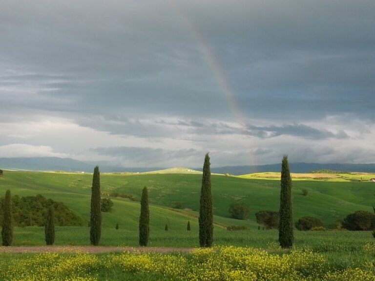 Passeggiando nell'uliveto: come nasce l'olio extrav d'oliva? - Why This Tour Offers Real Value