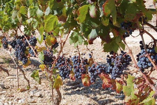 Peljesac Peninsula Day Trip from Dubrovnik: Wine Tasting and Ston Village Tour - First Stop: Mali Ston and Ston Walls