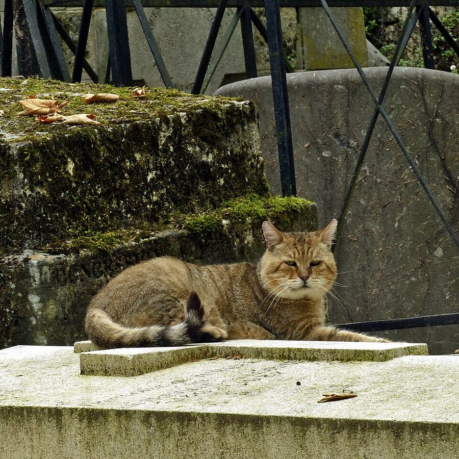 A cat sitting on a tomb at Père Lachaise