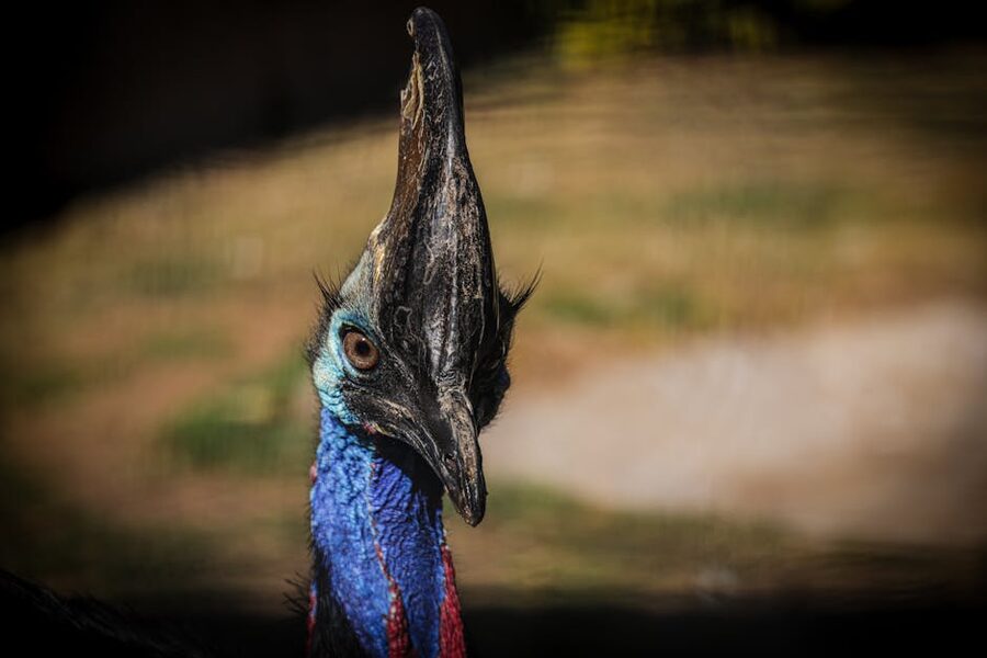 Southern cassowary head and casque close-up