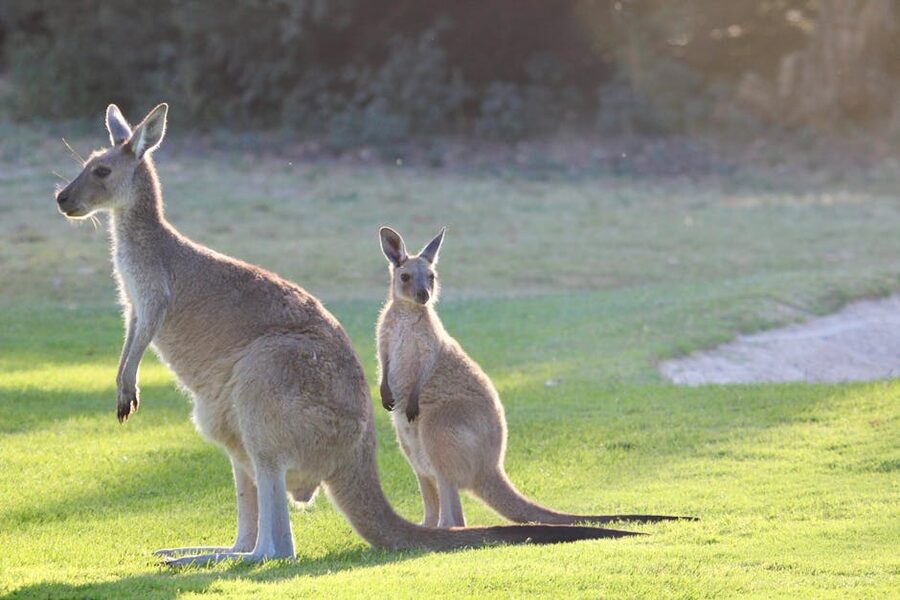 Eastern grey kangaroo with joey in pouch