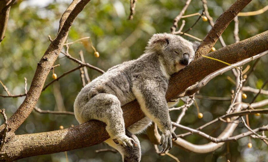 Koala sleeping on tree branch in Doonside Sydney
