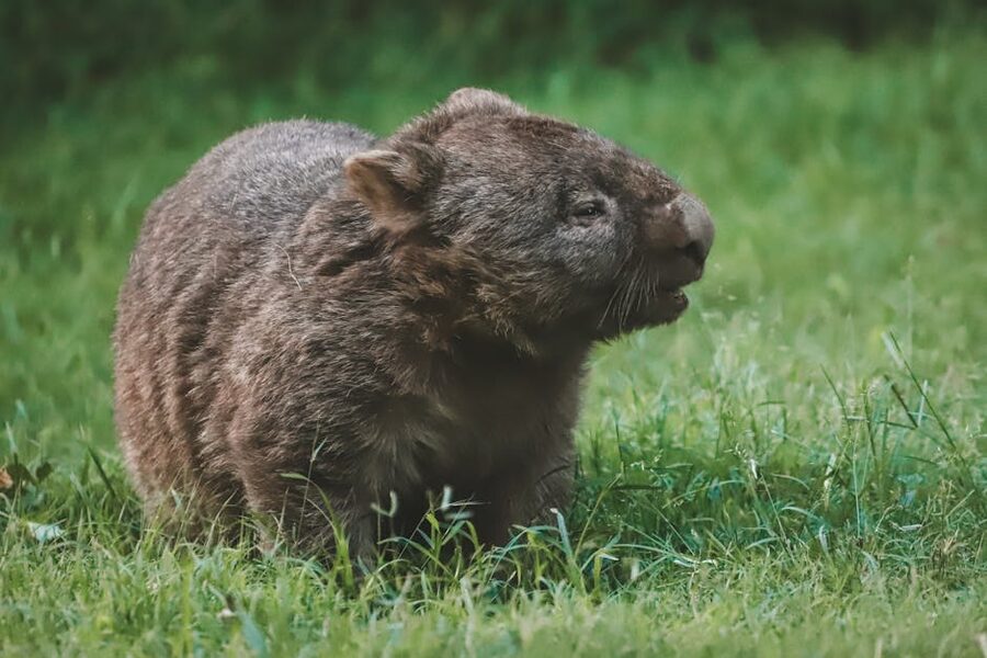 Wombat grazing in New South Wales