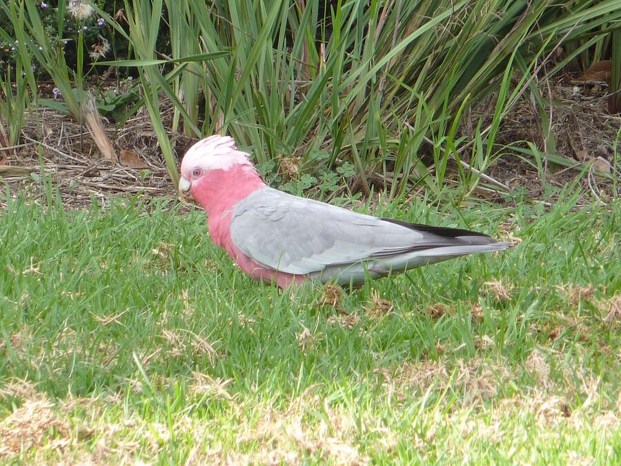 A galah perched at Phillip Island