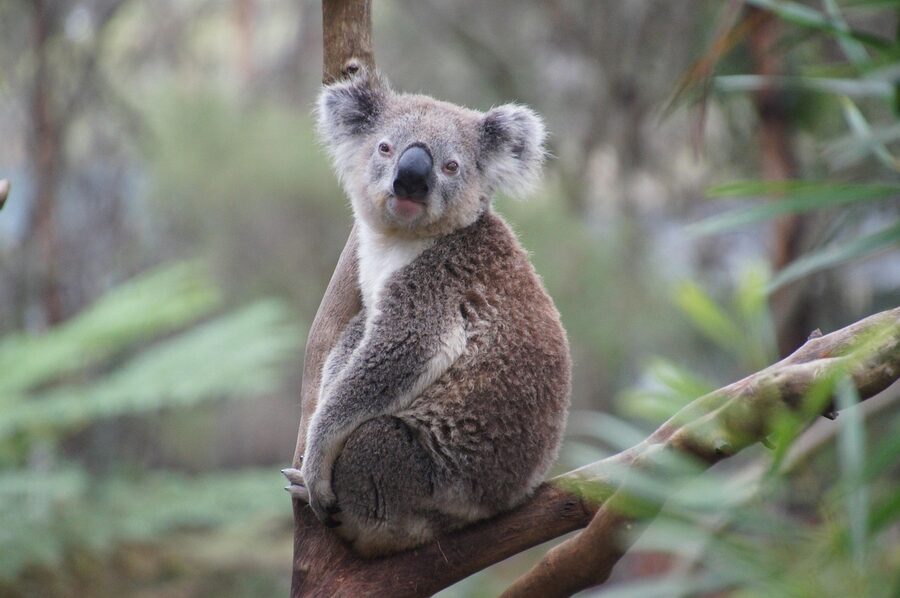A koala resting on Phillip Island
