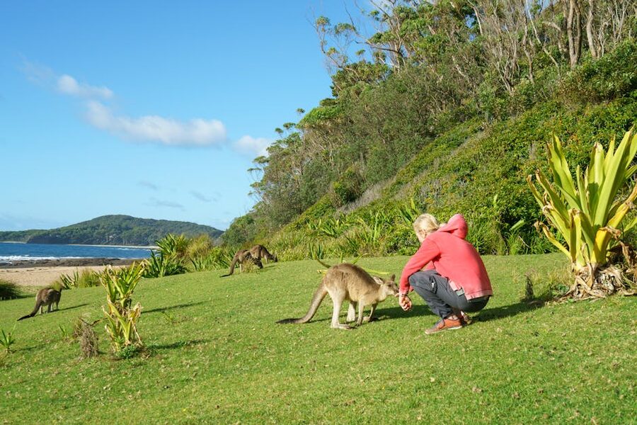 Visitor interacting with kangaroos at a wildlife park near Melbourne
