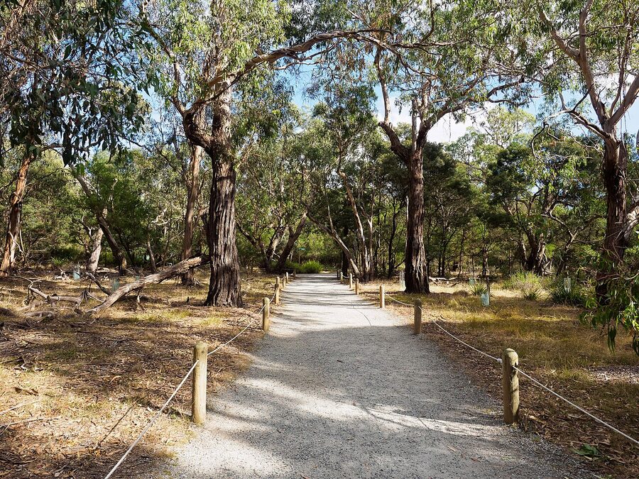 The Koala Conservation Centre on Phillip Island