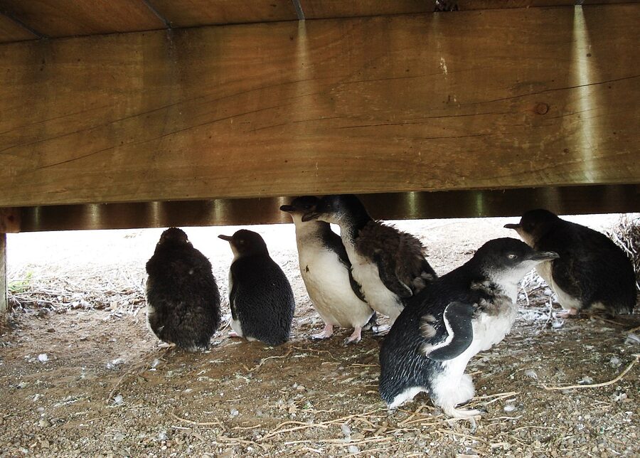 A little penguin (Eudyptula minor) on Phillip Island