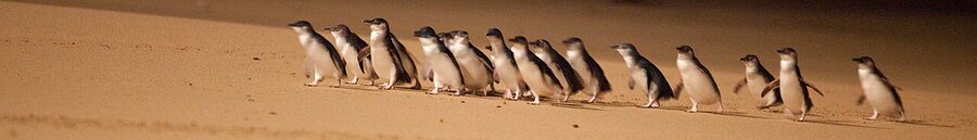Little penguins returning to their burrows on Phillip Island
