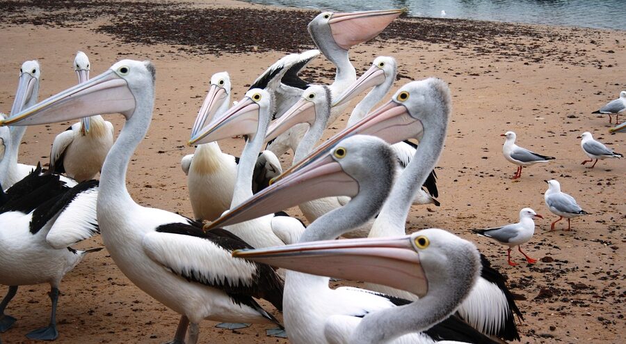 Australian pelicans at San Remo, the gateway to Phillip Island