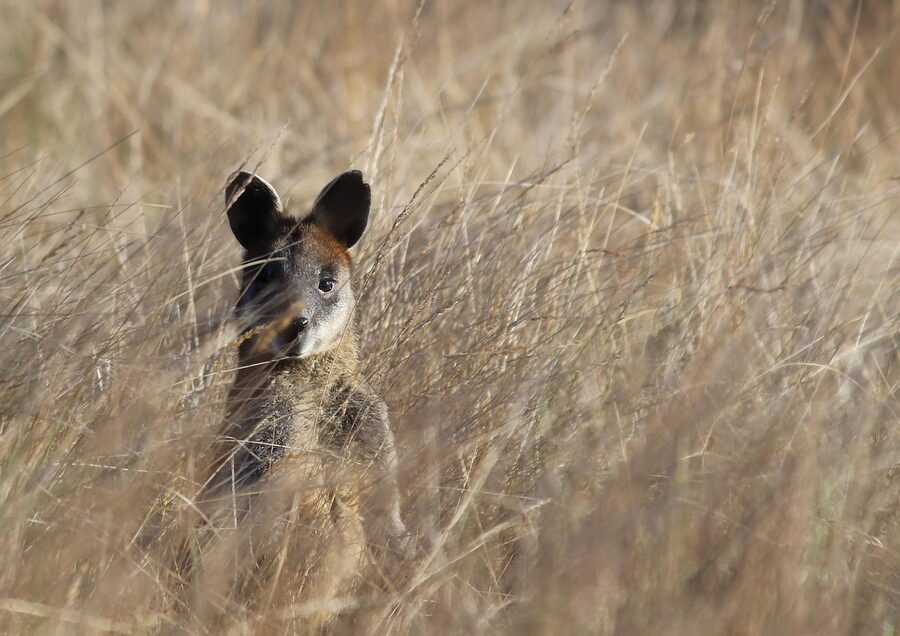 A wallaby grazing on Phillip Island