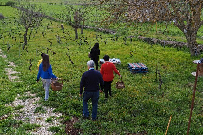 Picnic aperitif in the vineyard of an ancient trullo in Martina Franca - Why This Tour Is Perfect for You